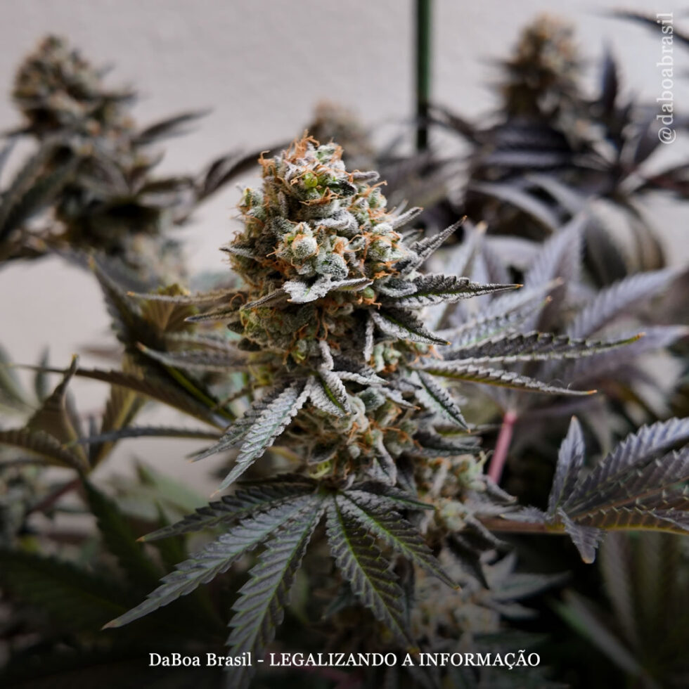 A maconha ajuda a maioria dos pacientes a tratar a dor crônica com ...